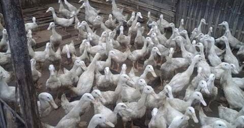 Tips sukses ternak bebek untuk pemula - Revolusiku