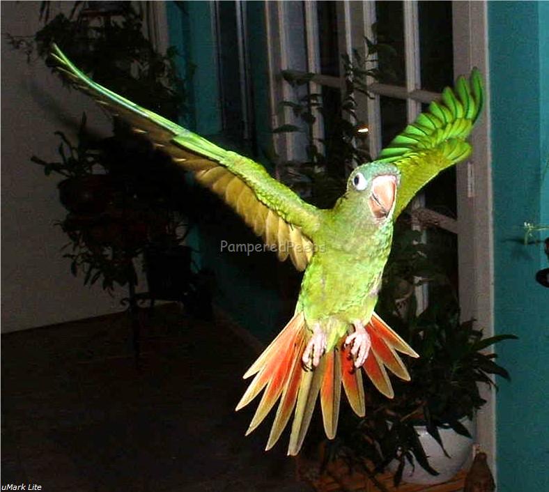 HD Animals: flying green parrot