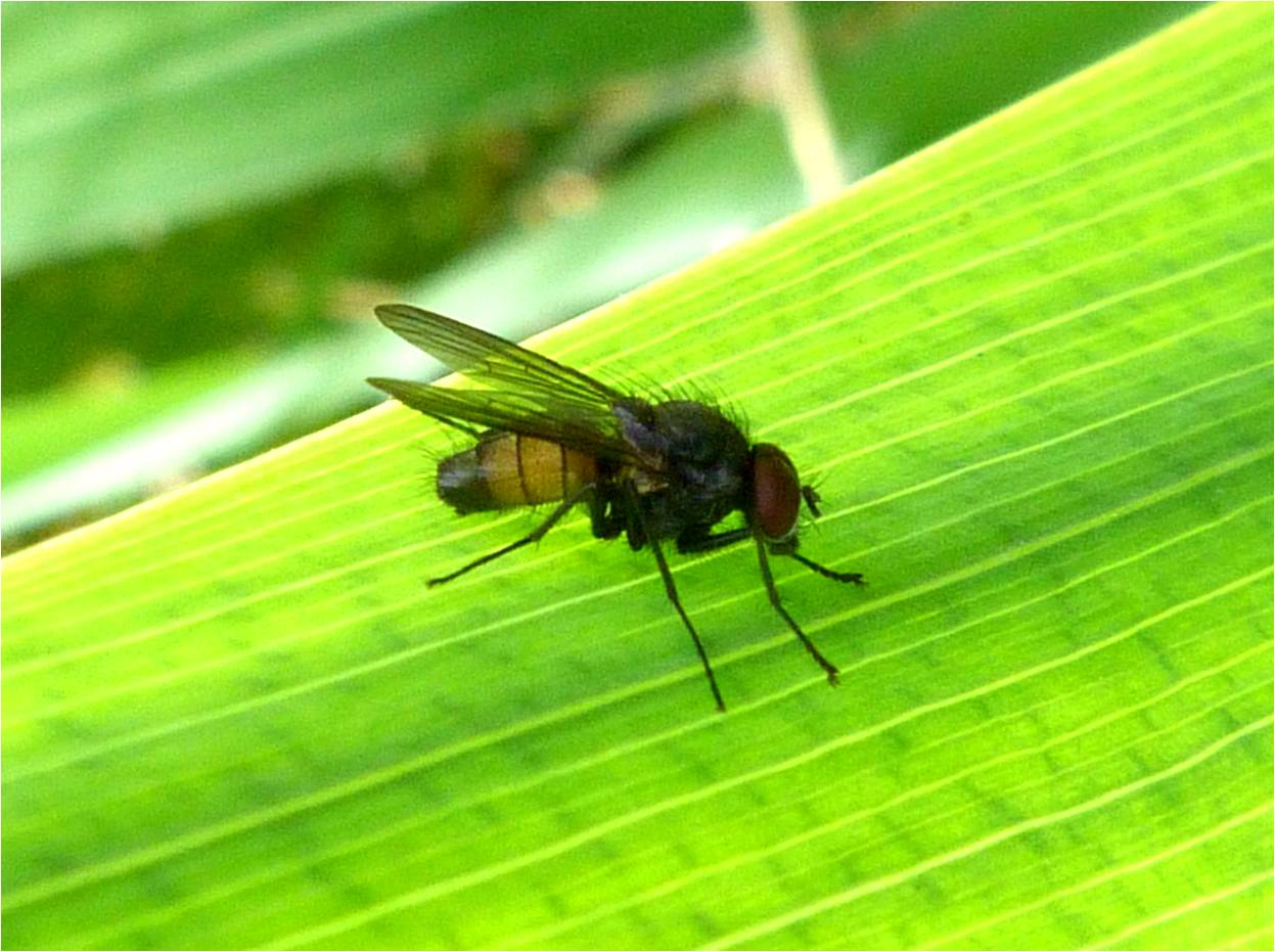 Insects of Scotland: Other Flies/Picture-wing Flies