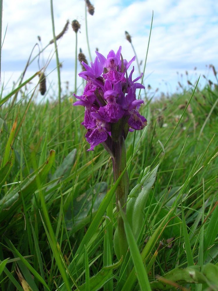 A Passion for Threads: Sampler aux Bouquets & Scottish Flowers