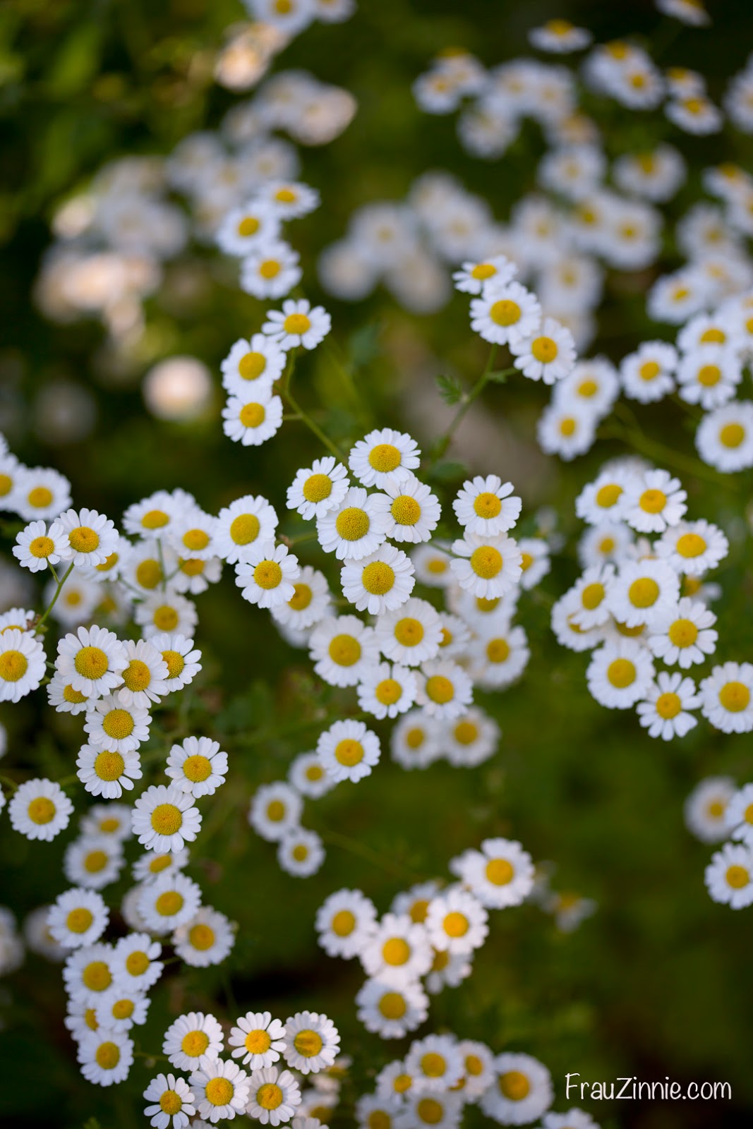 Floral Friday: Here come the daisies and daylilies | Frau Zinnie