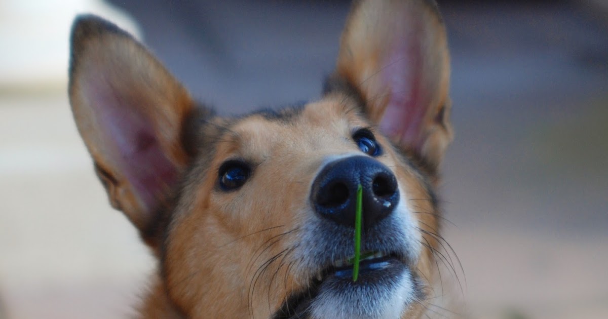 The Animal Behaviorist Is In: Surviving Your Dog's Adolescence!