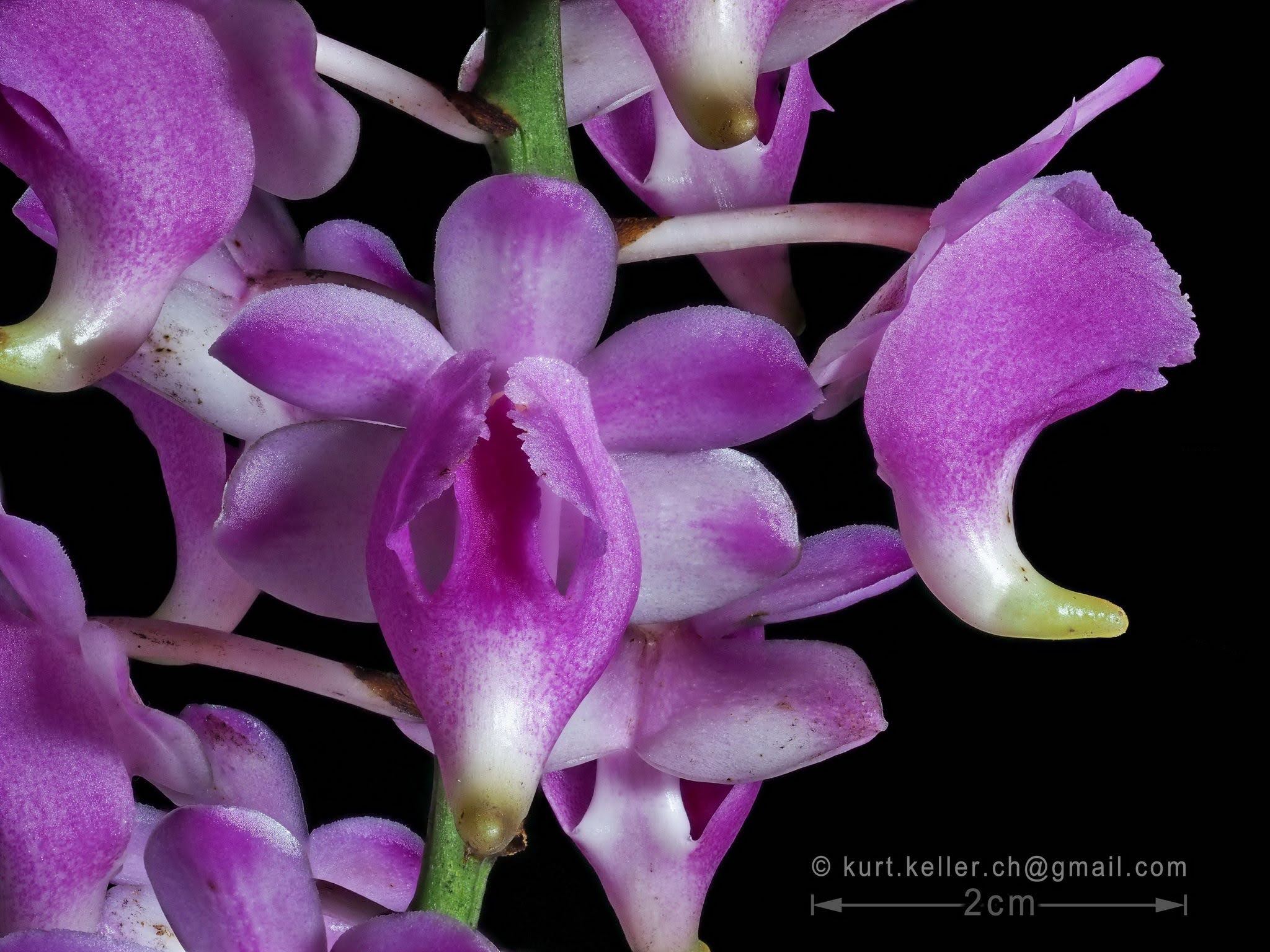 Aerides magnifica