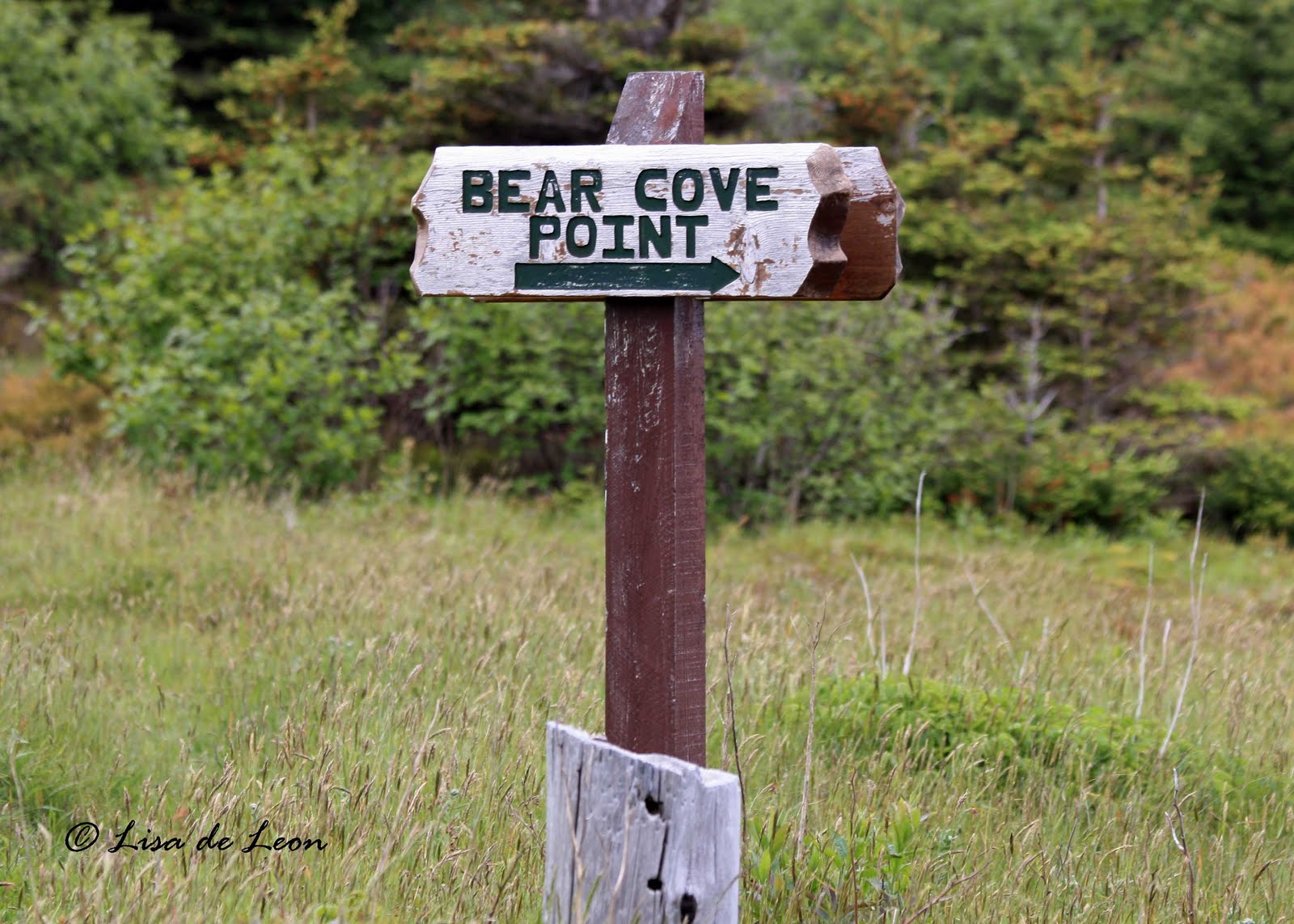 What Is The Point Of Bird Watching