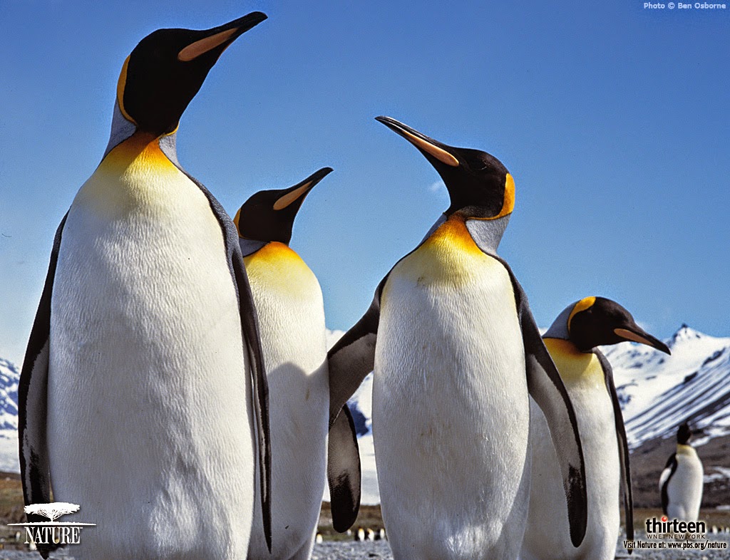 Fieggentrio: Pinguin.