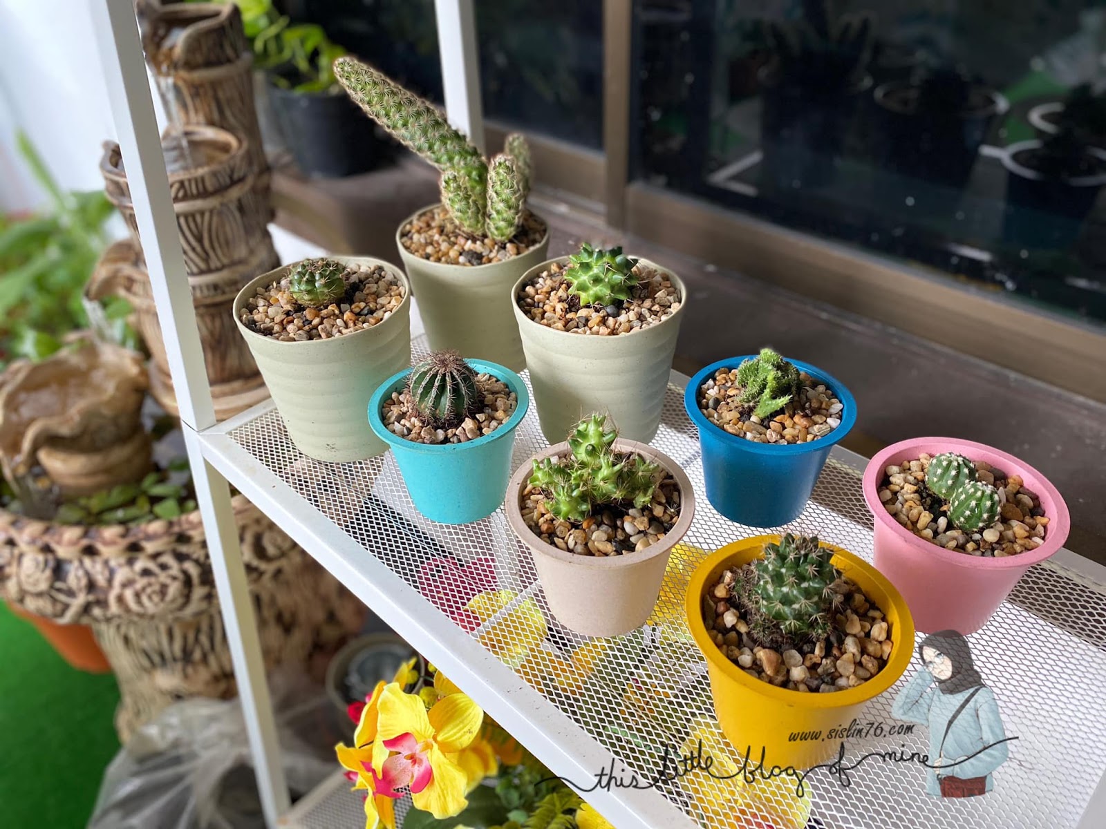 WORDLESS WEDNESDAY - POKOK KAKTUS