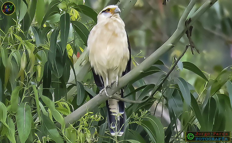 Jardín de Aves: Pigua