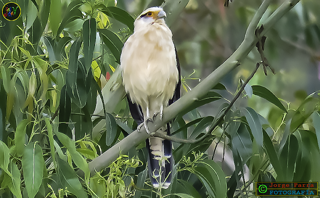 Jardín de Aves: Pigua