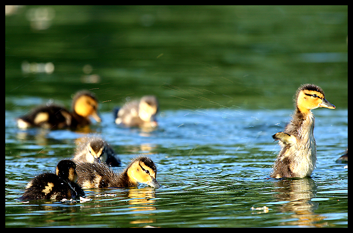 "HEAVENS ON EARTH": Kerala duck curry or Nadan Tharavu Curry & Kuttanad ...