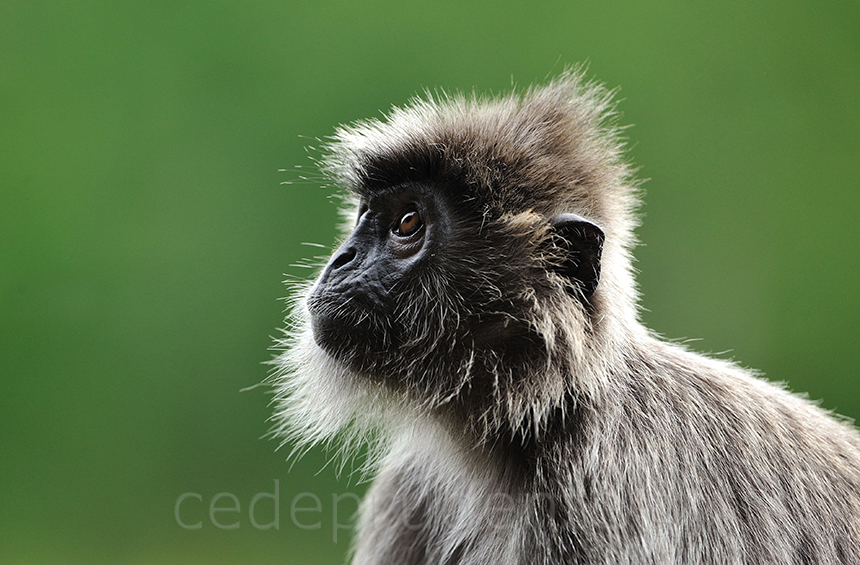 Borneo Safari: Primates of Borneo