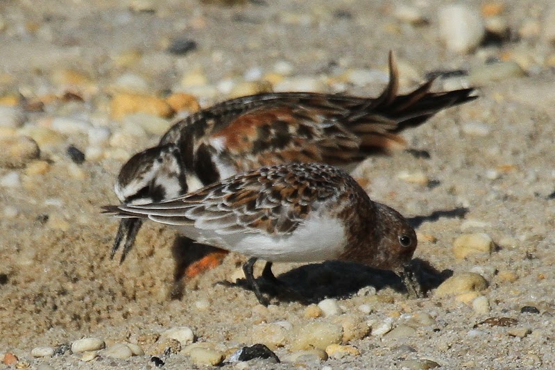 Birding Is Fun!: Sanderling - a "True" Sandpiper