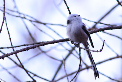 Ptaki mniejsze i więksiejsze: Raniuszek