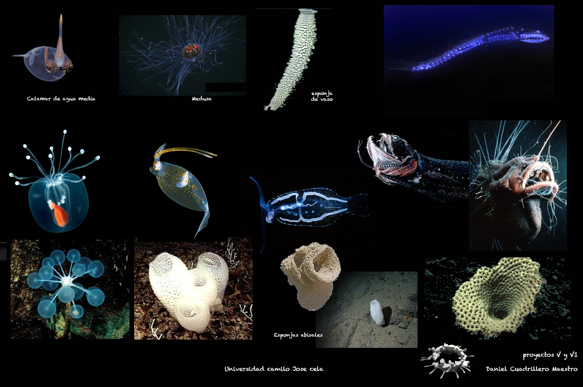 abyssal structure: FONDO ABISAL