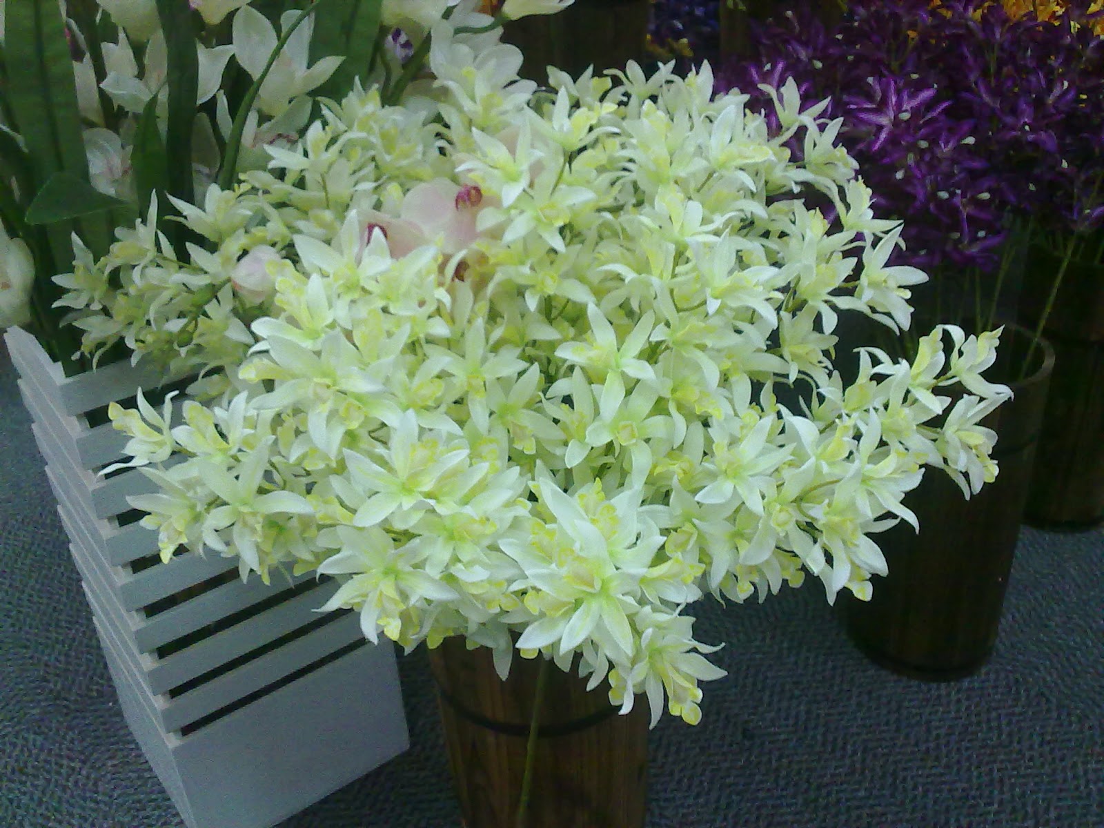 Nani Florist: HIMPUNAN BUNGA-BUNGA ORKID WARNA WARNI