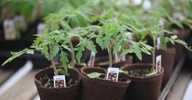 Cara Menanam Tomat Agar Cepat Berbuah Lebat - Solusi Menarik