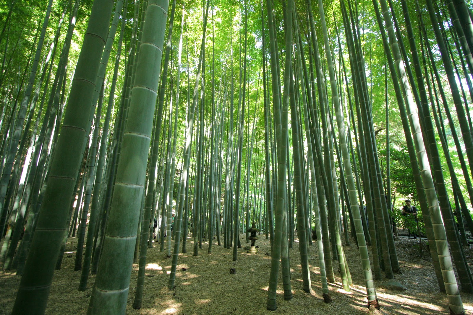 Bryant's Photo Class: Slideshow: Shallow + Deep Depth of Field