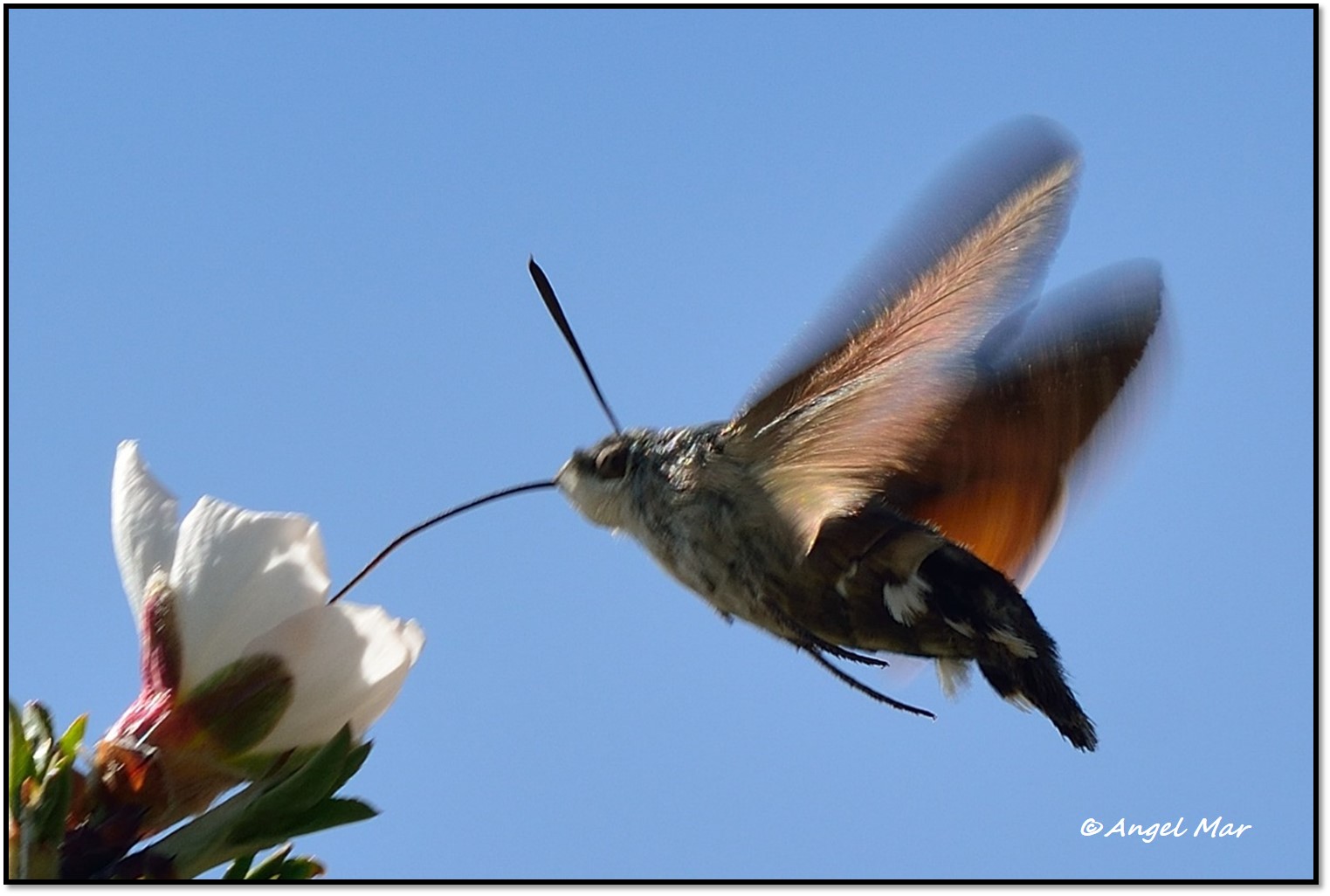 Butterflies and Dragonflies: Macroglossum stellatarum (Polilla Esfinge ...