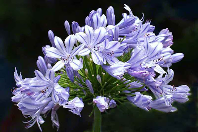 Ryukyu Life: Flower Photo and Facts: African Lily