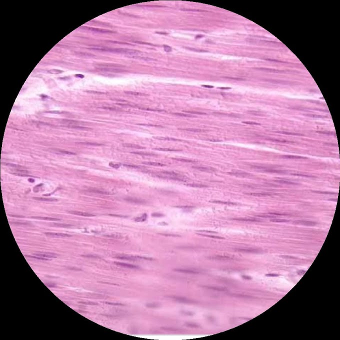 Histology of smooth muscle