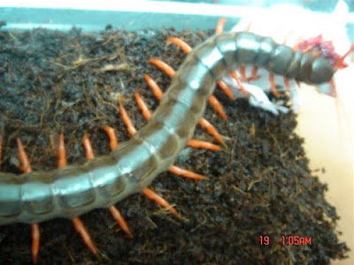 5 The World's Largest Centipede ~ weird news