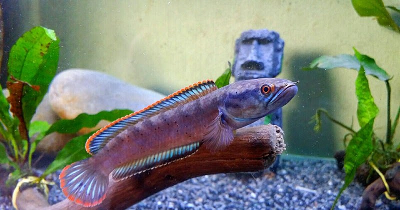 Mengenal Ikan Channa Pulchra Si Gabus Kecil yang Menawan - IWAK GALAK