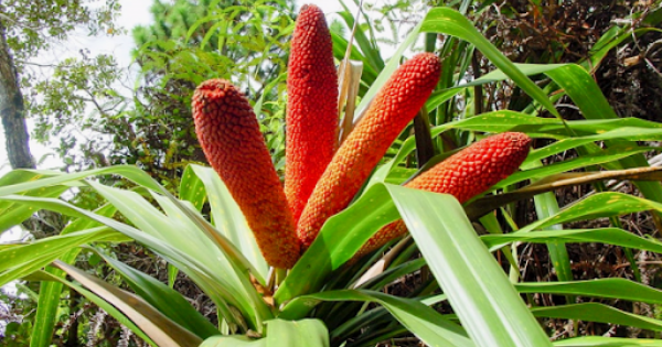 Ciri Ciri Pohon Buah Merah Papua (Pandanus conoideus) Di Alam Liar ...
