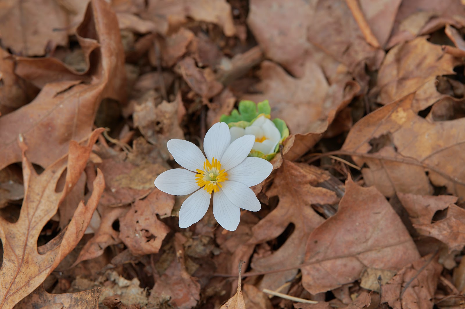 Mike's Photographs : Bloodroot