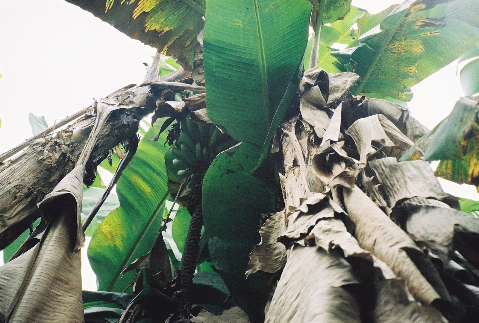 be great.: Finding 'life colors" with Mr.Izukura: Hilo (7/31)