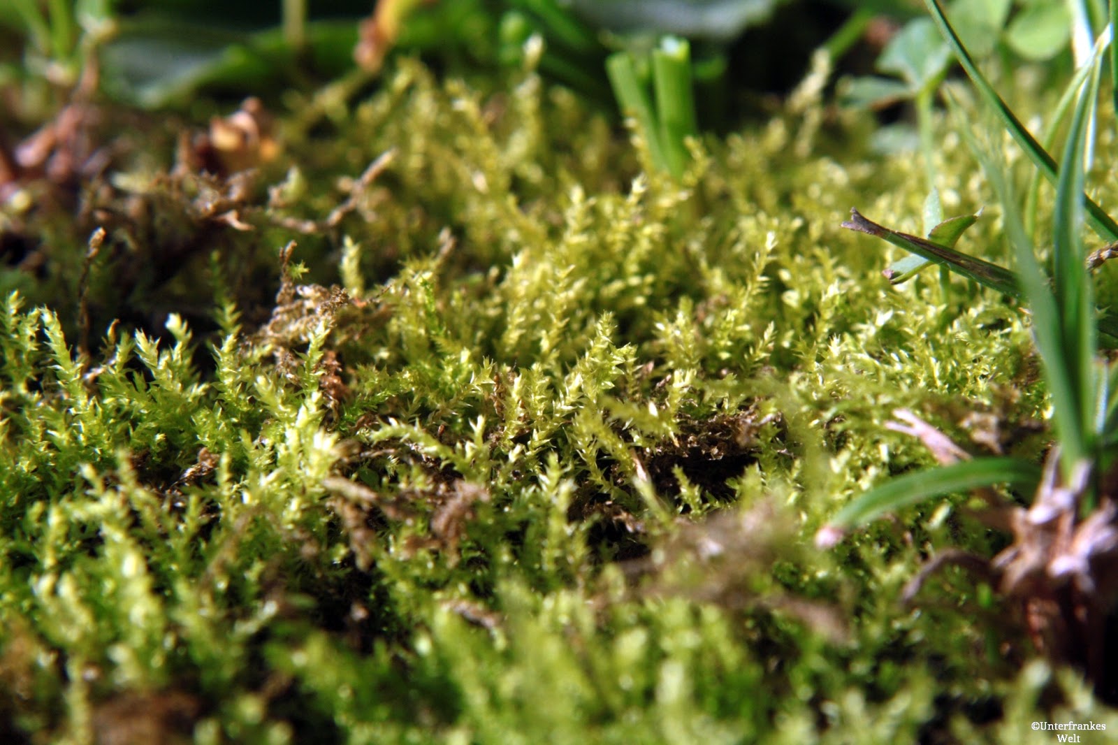 Unterfrankes Welt: Gras und Moos im Makro