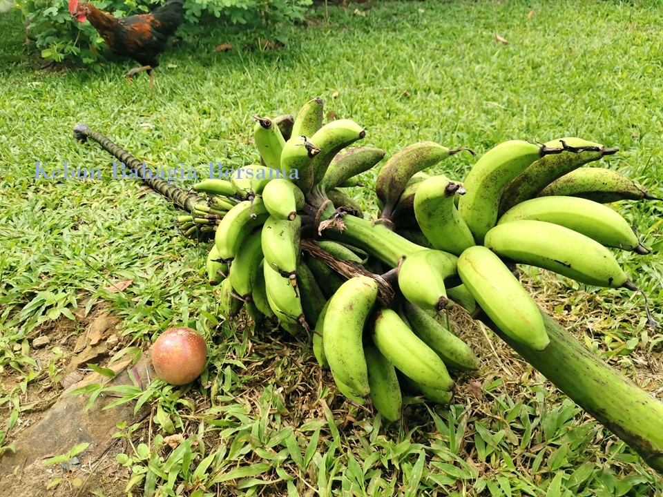Kebun Bahagia Bersama: Cara Peram Pisang Rastali Tanpa Ubat Kimia Sintetik