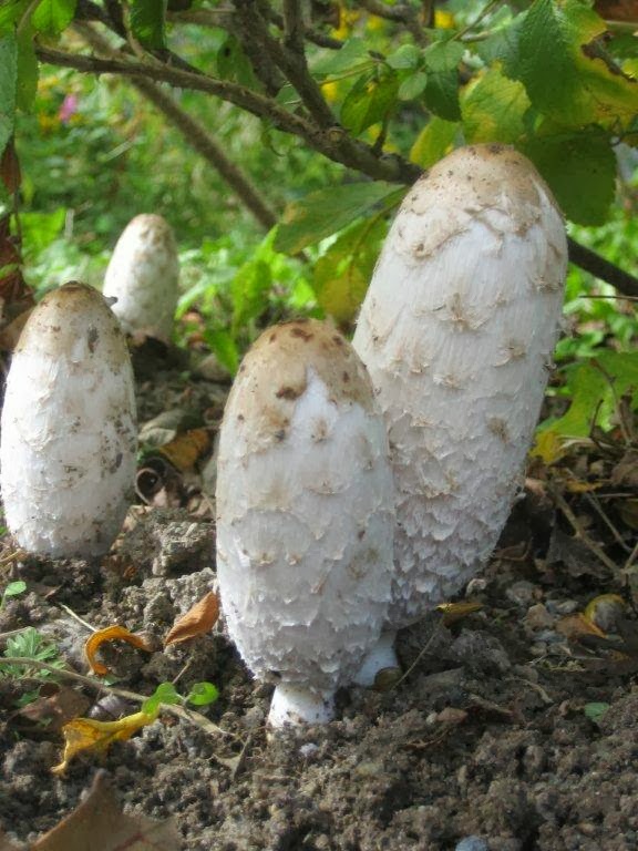 Vinalhaven Sightings