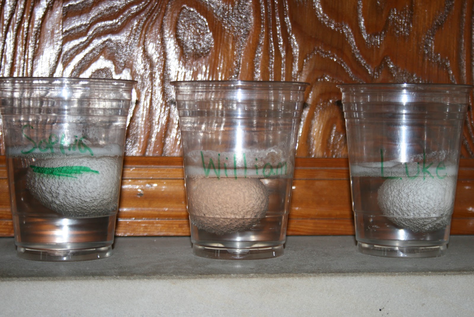 Ramblings of an Unschooling Family Part 2: Naked Egg Experiment Begins!
