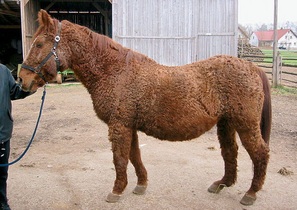 Vitalmal4: Hoffnung für Cushing-Pferde