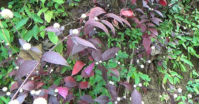 Ruby leaf (Alternanthera brasiliana)
