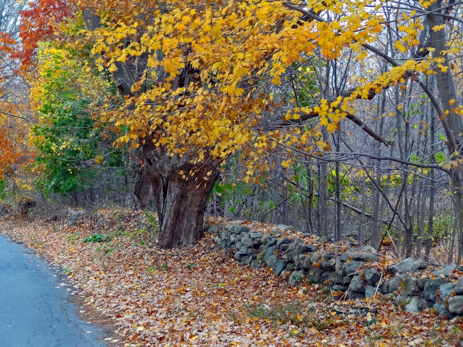 Joe's Retirement Blog: Fall, Newtown, Connecticut, USA