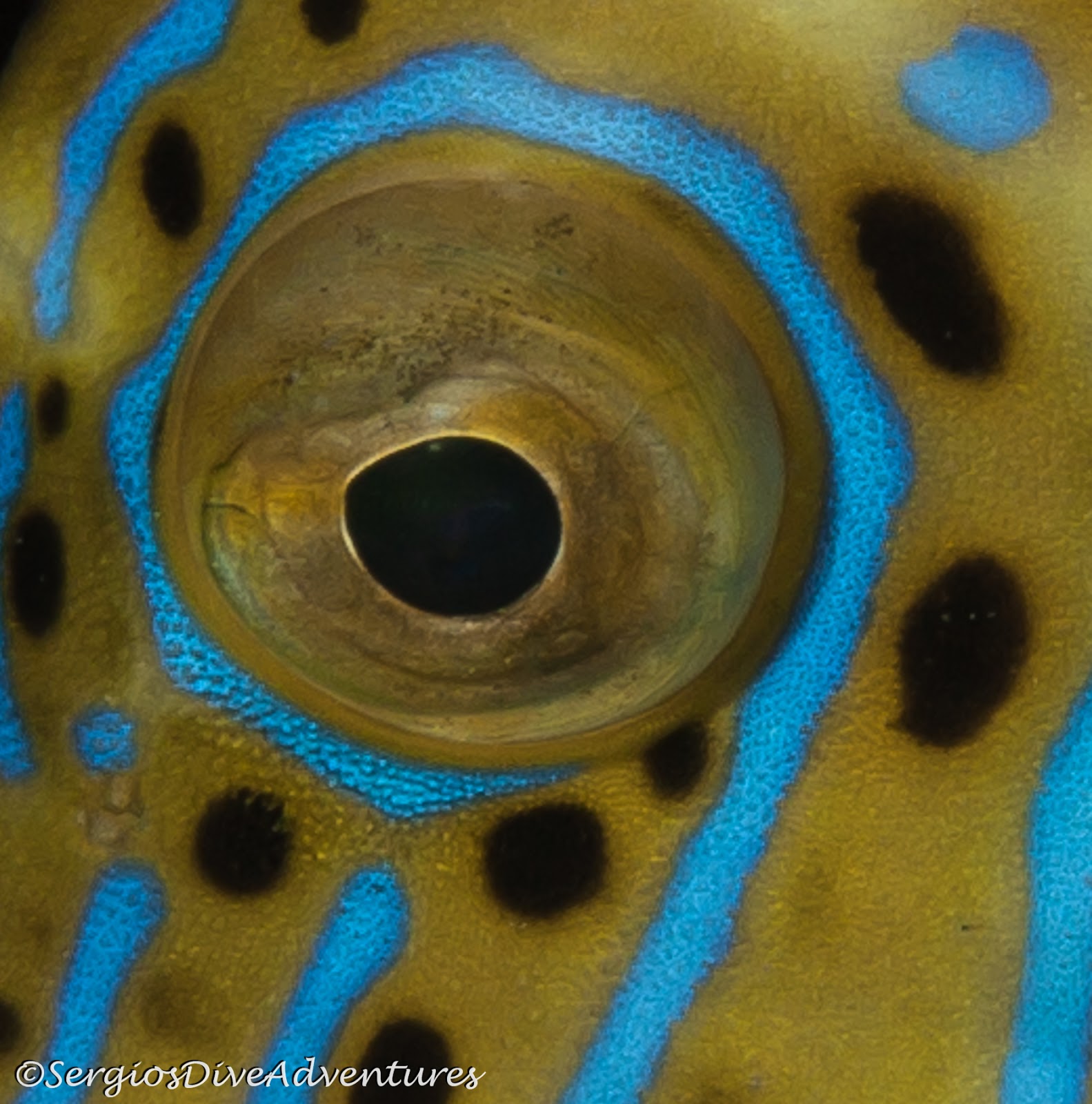 Sergio's Dive Adventures: Gaze into their Eyes