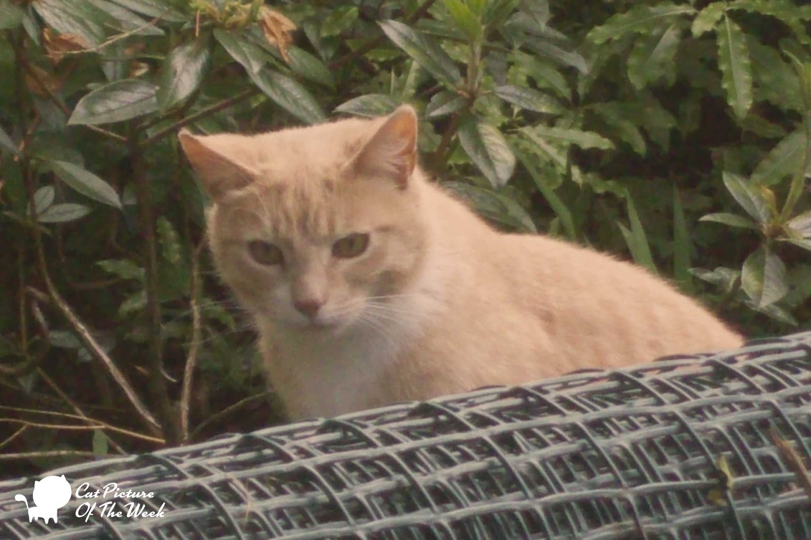 In A Trance - Cat Picture Of The Week