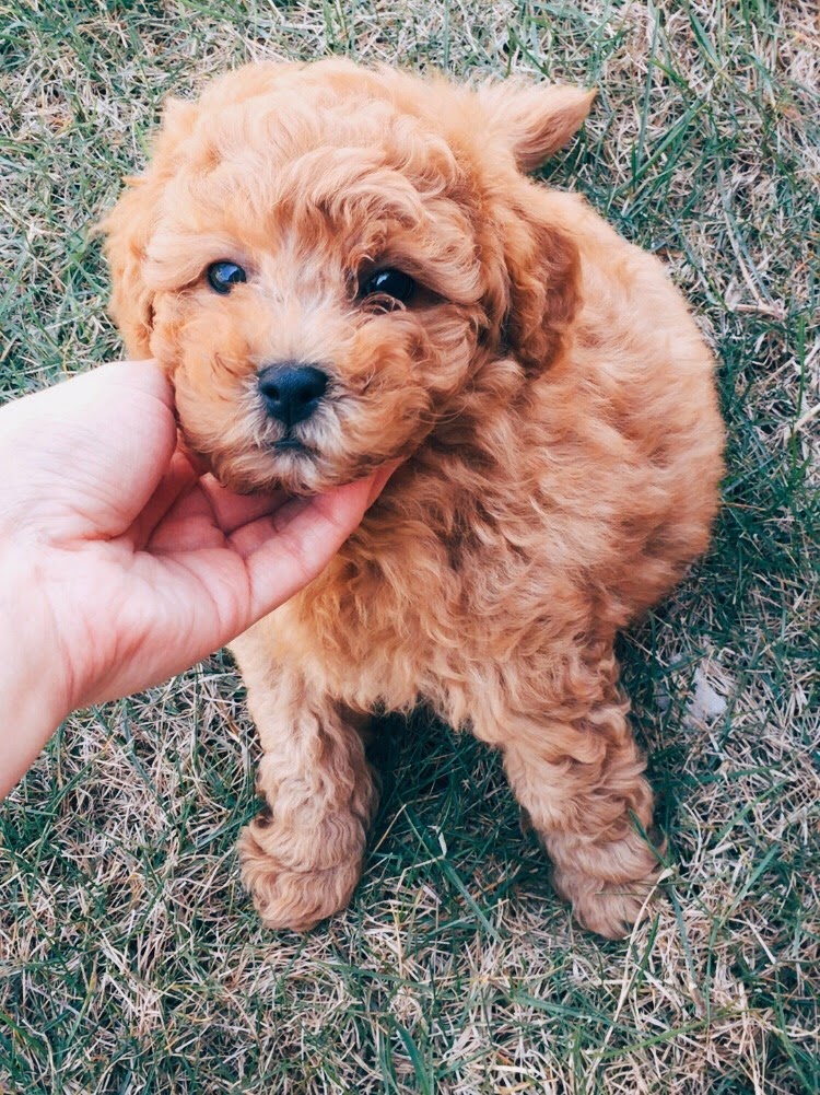 puppy love weekend | elle • tilby