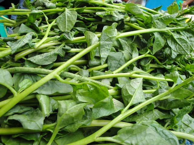 Health Benefits of Alugbati (Malabar Spinach): The Many Health Benefits ...