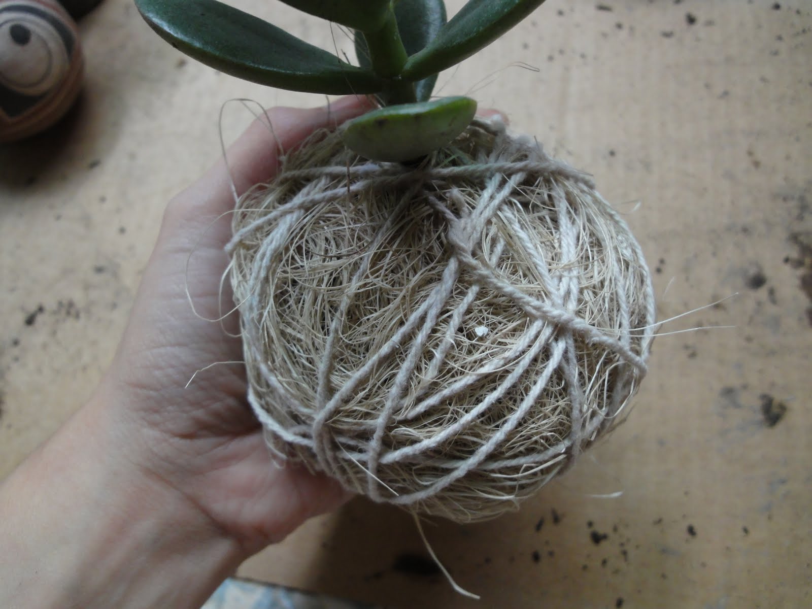 ¿Cómo hacer un kokedama? | saperes