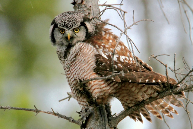 Tom Hince - Adventures with Birds & other stuff