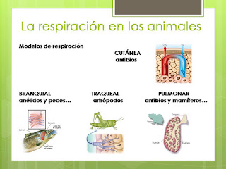 biología y geología 1ºbto: Tema 14-15-16 LAS FUNCIONES VITALES EN LOS ...