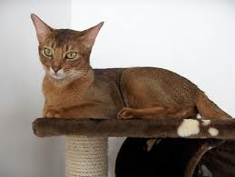 Encyclopedia of Cats Breed: Ruddy Abyssinian Cat | Tawny or Usual