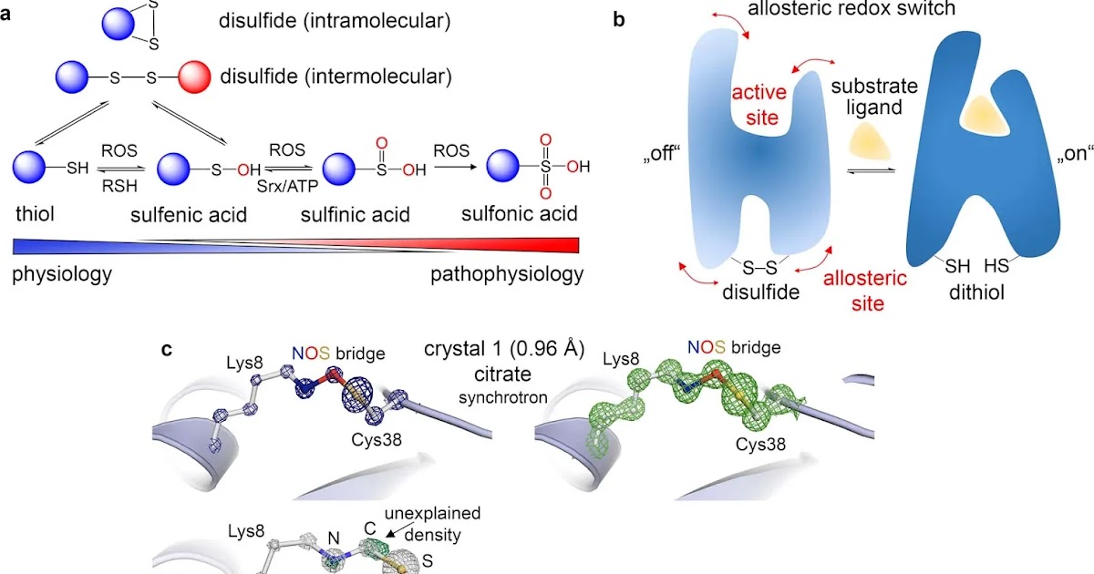 Covalent Modifiers: A lysine–cysteine redox switch with an NOS bridge ...