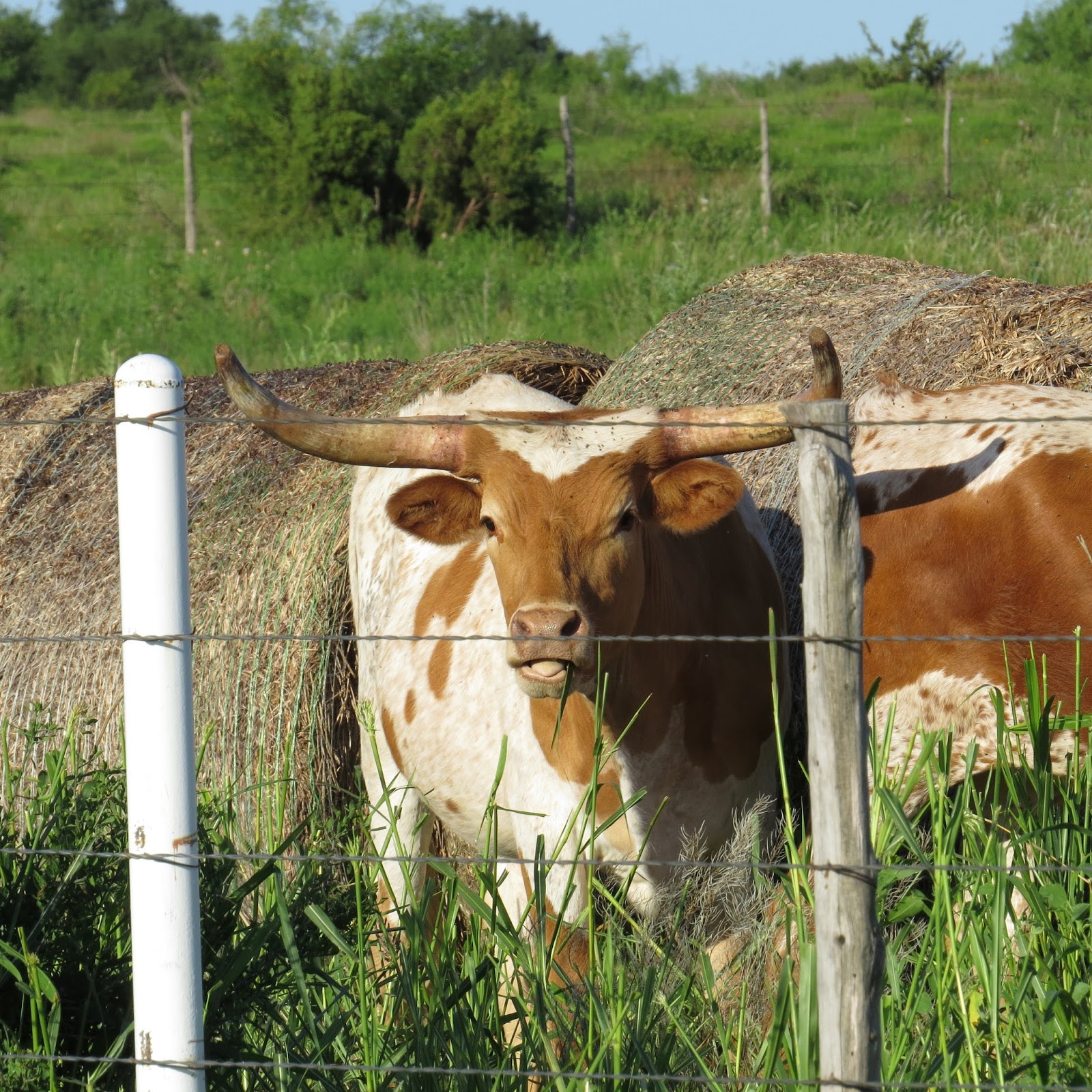 Navasota Ranch: Headed home back to Navasota Ranch, Prairie Hills, Texas
