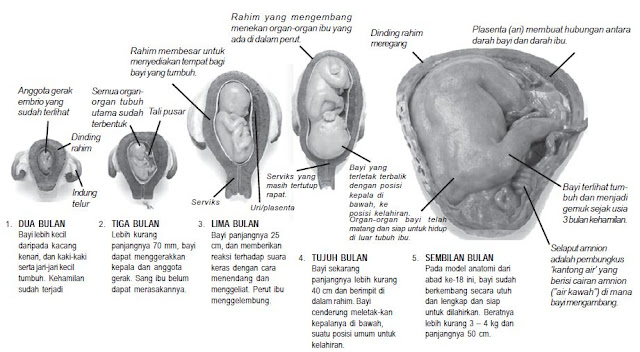Tahap-Tahap Pertumbuhan dan Perkembangan Pada Manusia