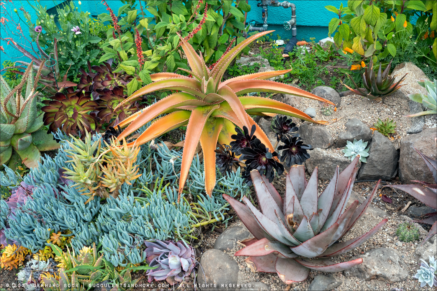John B's amazing urban aloe garden