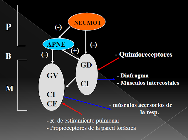 FISIOLOGIA: FISILOGÍA RESPIRATORIA