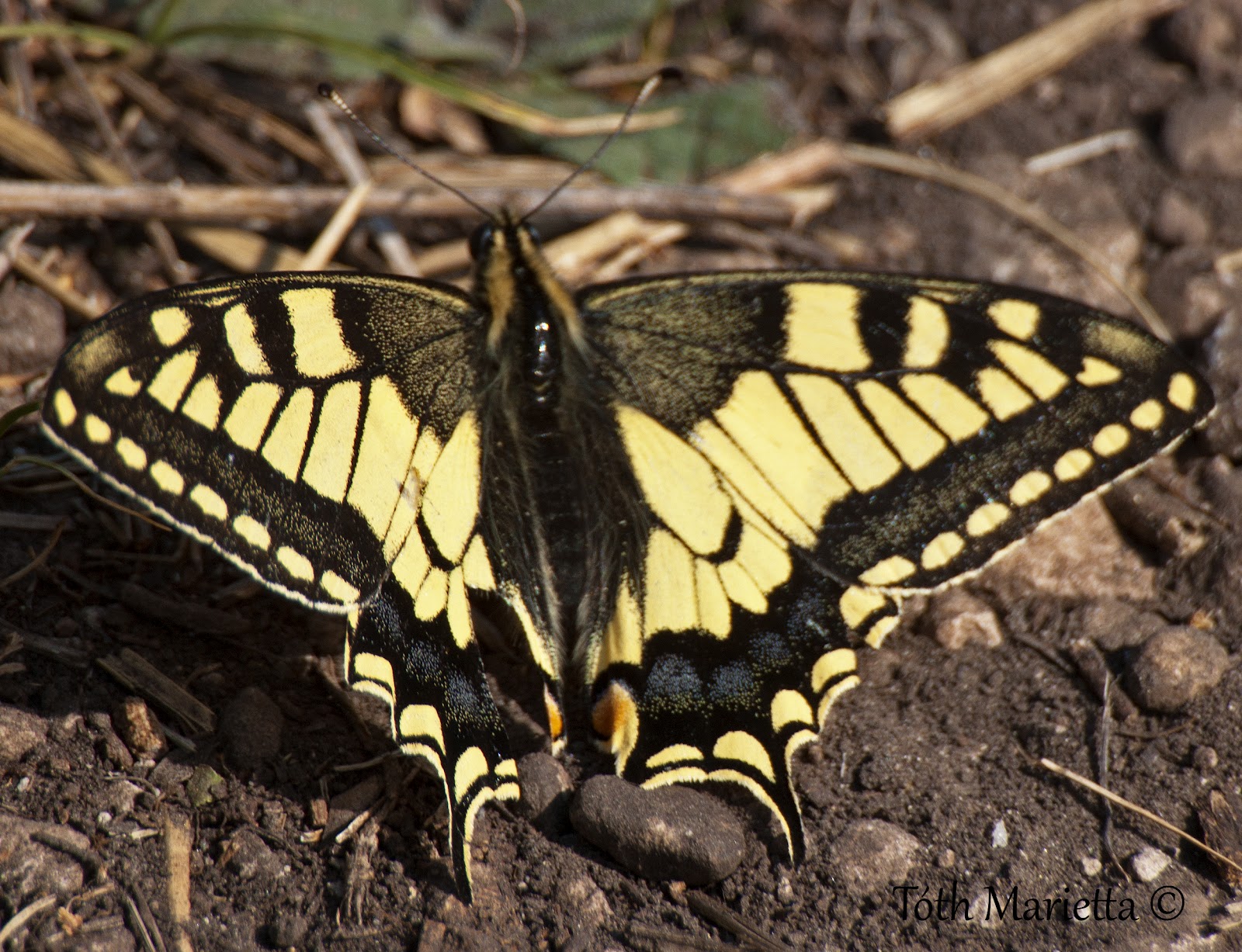 Természeti értékek lencsevégen: Nappali lepkék