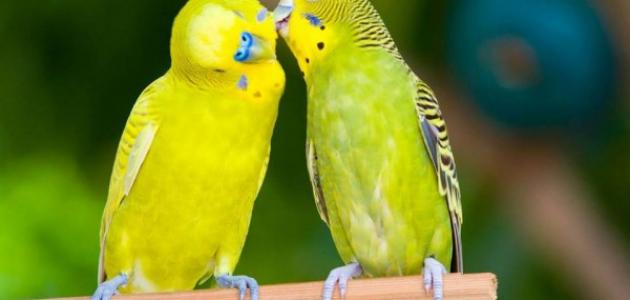 Information on Birds of Badji - Birds Lovers Pk